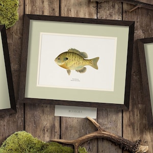 Framed Unique Antique Animal Art Prints and Freshwater Fish Paintings ...