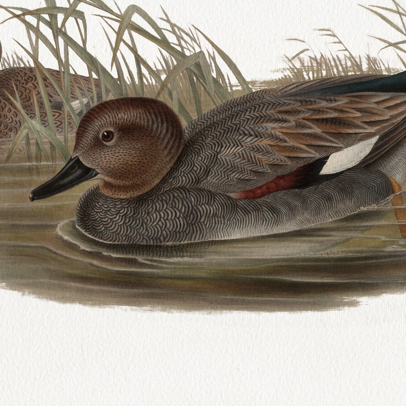 Choose From Six Vintage Duck Prints for Your Man Cave, or Office, Duck ...