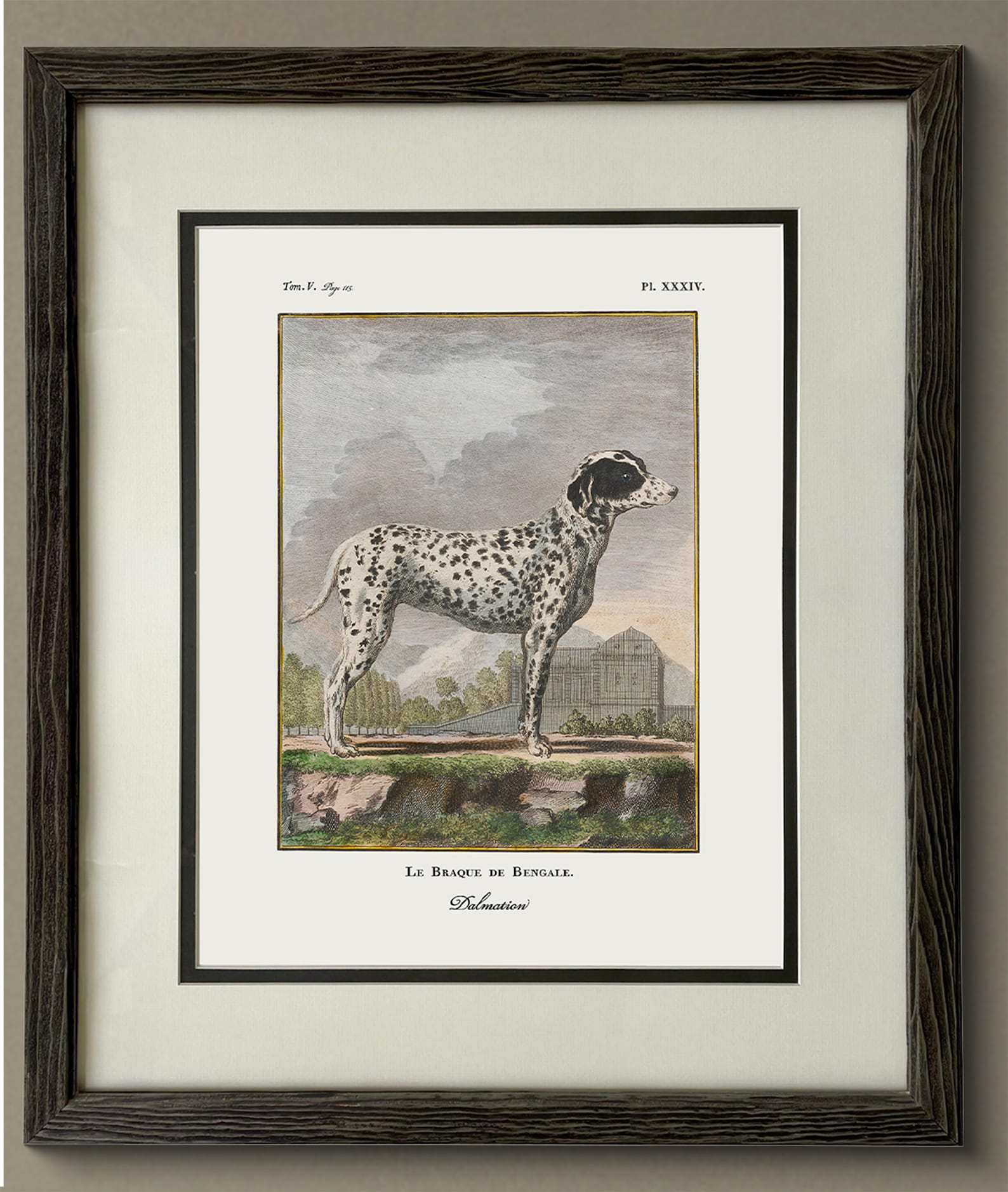 Collection of Vintage Dog Prints, Choose From 9 Dog Illustrations, Gift ...