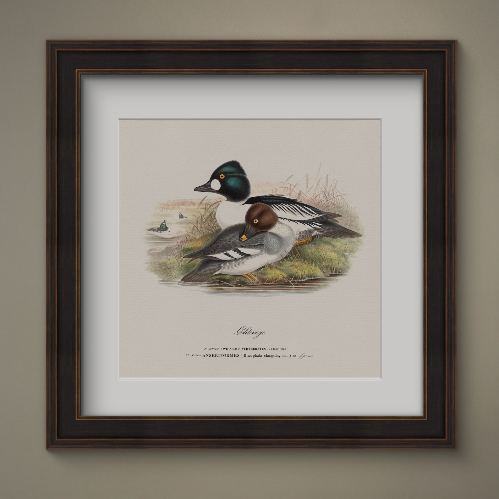 Choose From Six Vintage Duck Prints for Your Man Cave, or Office, Duck ...