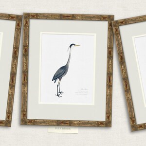 Vintage Sea Bird Prints, Coastal Art, Beach House Decor, Sea Gull Art ...