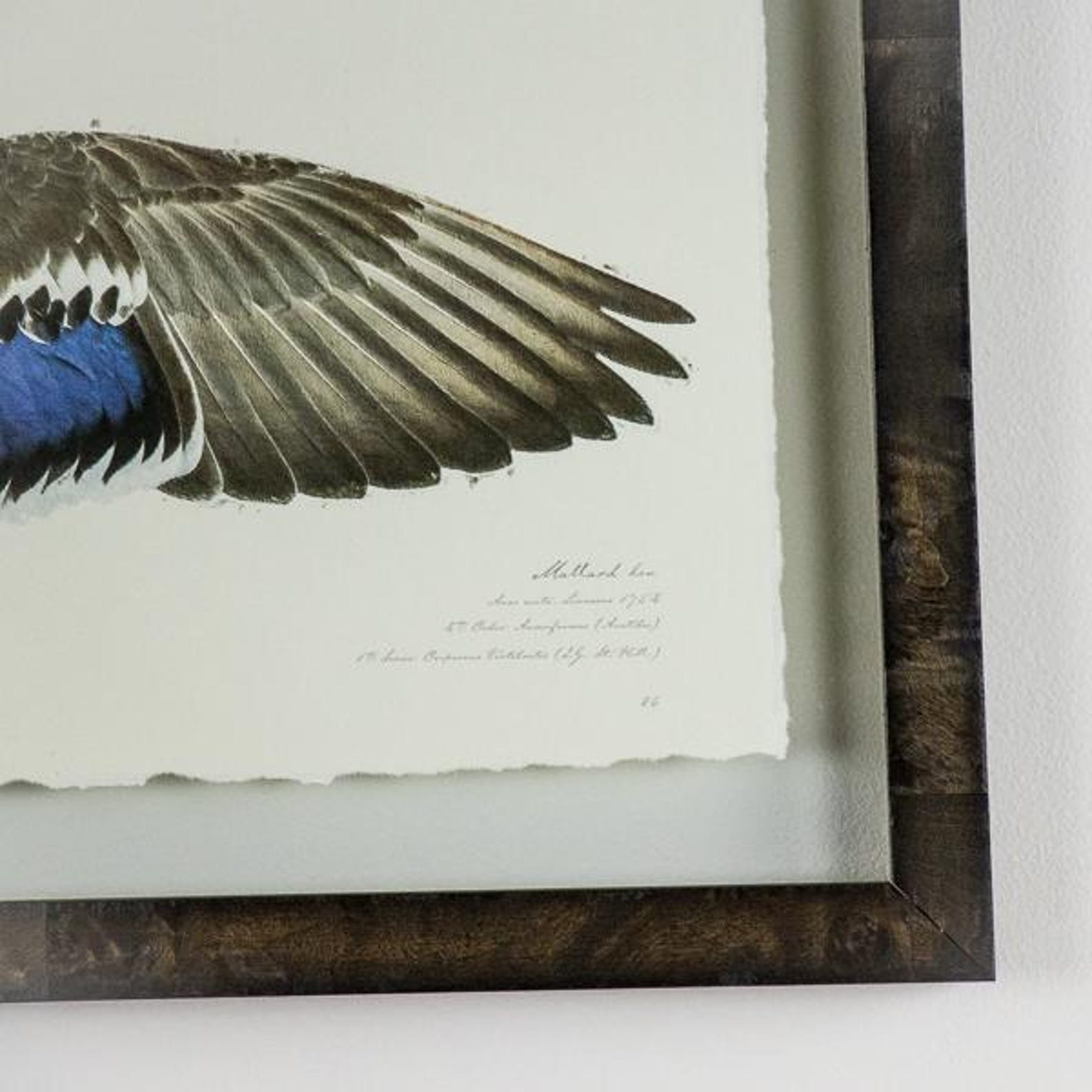 Framed Hunt Club Mallard Duck Wing Art – Set of 2 Vintage-style ...
