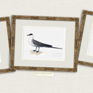 Vintage Sea Bird Prints, Coastal Art, Beach House Decor, Sea Gull Art ...