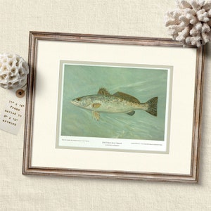 Framed Saltwater Fish Art Print Collection: Set of 6 Vibrant Ocean ...