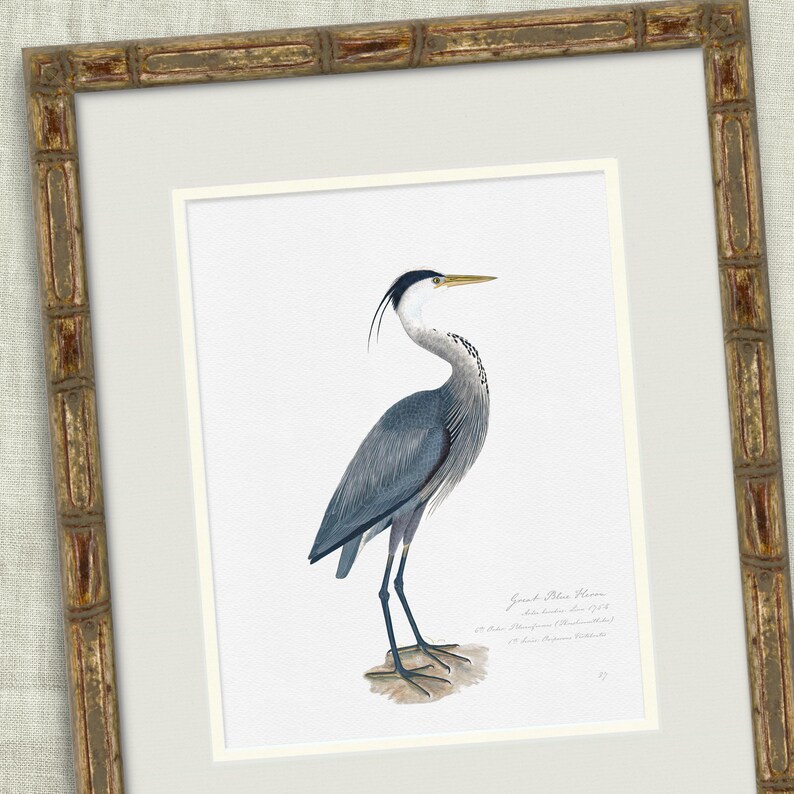Vintage Sea Bird Prints, Coastal Art, Beach House Decor, Sea Gull Art ...