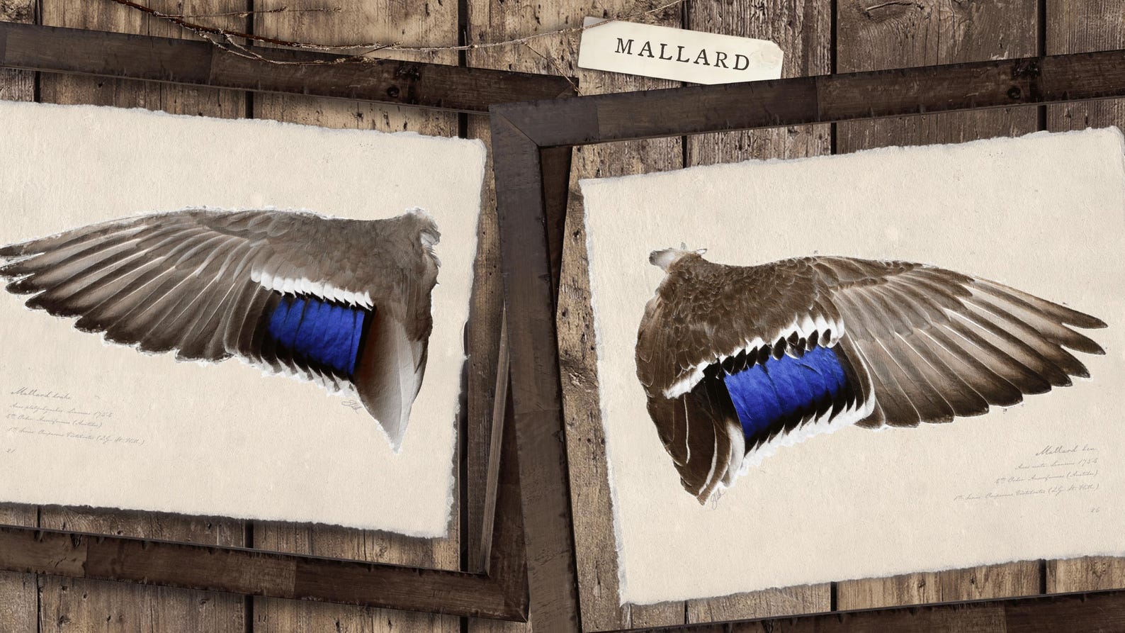 Framed Hunt Club Mallard Duck Wing Art – Set of 2 Vintage-style ...