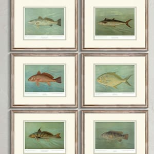 Framed Saltwater Fish Art Print Collection: Set of 6 Vibrant Ocean ...