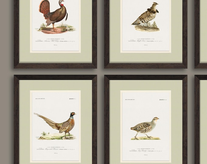 Game Birds - British Game Birds Painting, Giclee Print, Birds ...