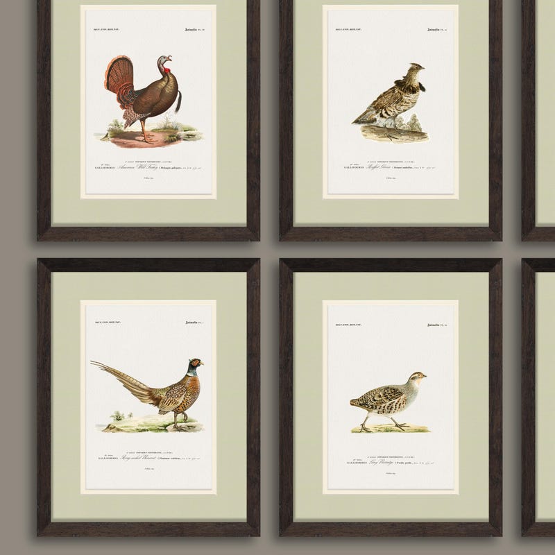 Vintage Frames Bird Print - Etsy