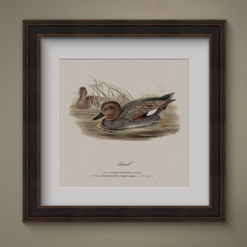 Vintage Animal Duck Prints for Your Hunting Camp, Art for Man Cave ...