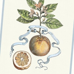 Vintage Citrus Botanical Art Prints, Set of 9 Original Watercolor Art ...