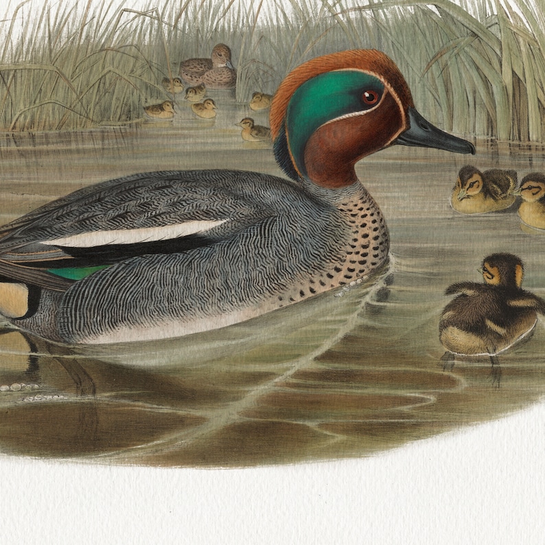Choose From Six Vintage Duck Prints for Your Man Cave, or Office, Duck ...