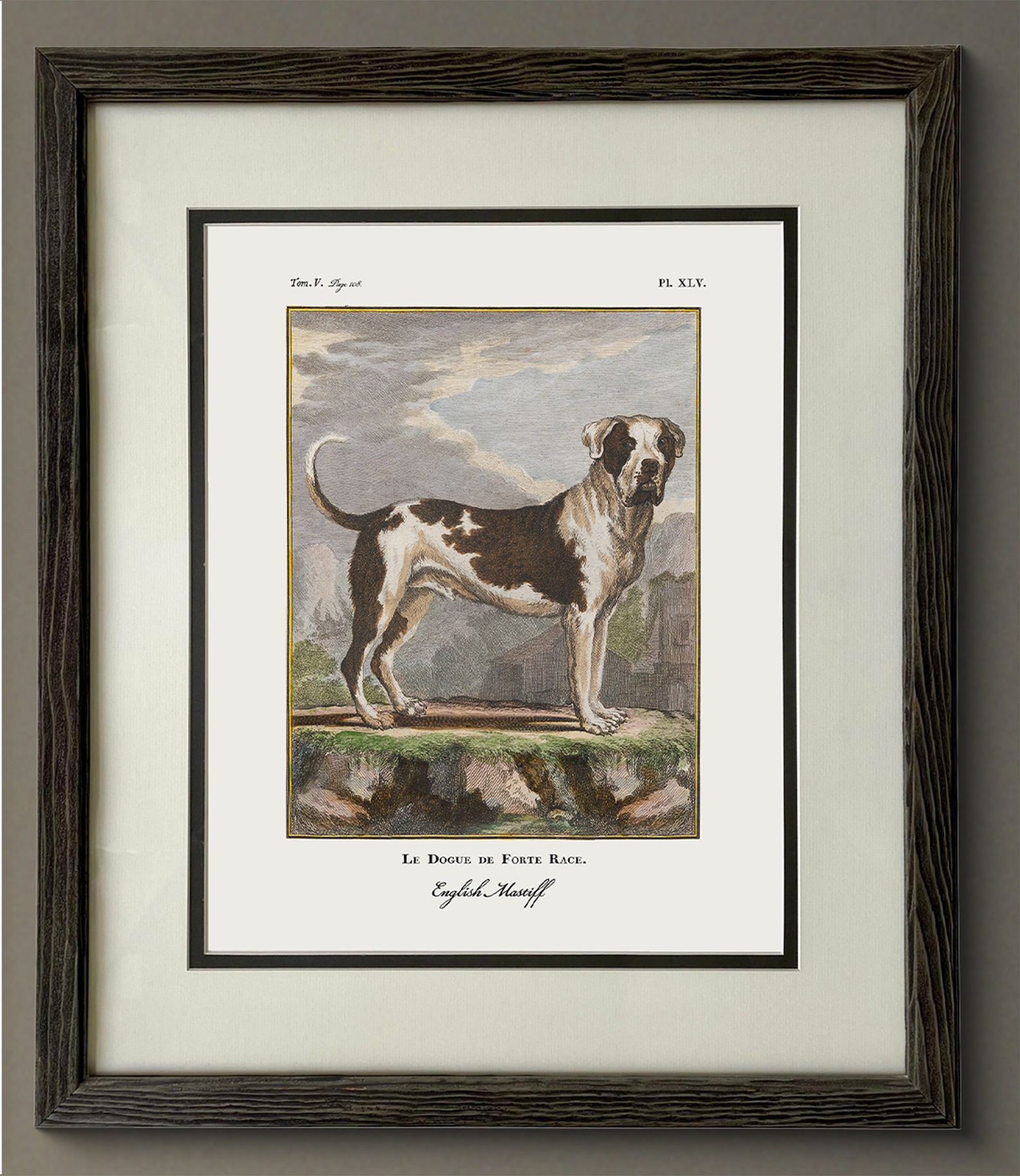 Collection of Vintage Dog Prints, Choose From 9 Dog Illustrations, Gift ...
