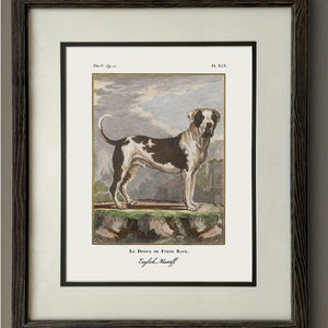 Vintage Dog Prints, Antique Dog Illustrations, Gift for a Dog Lover ...