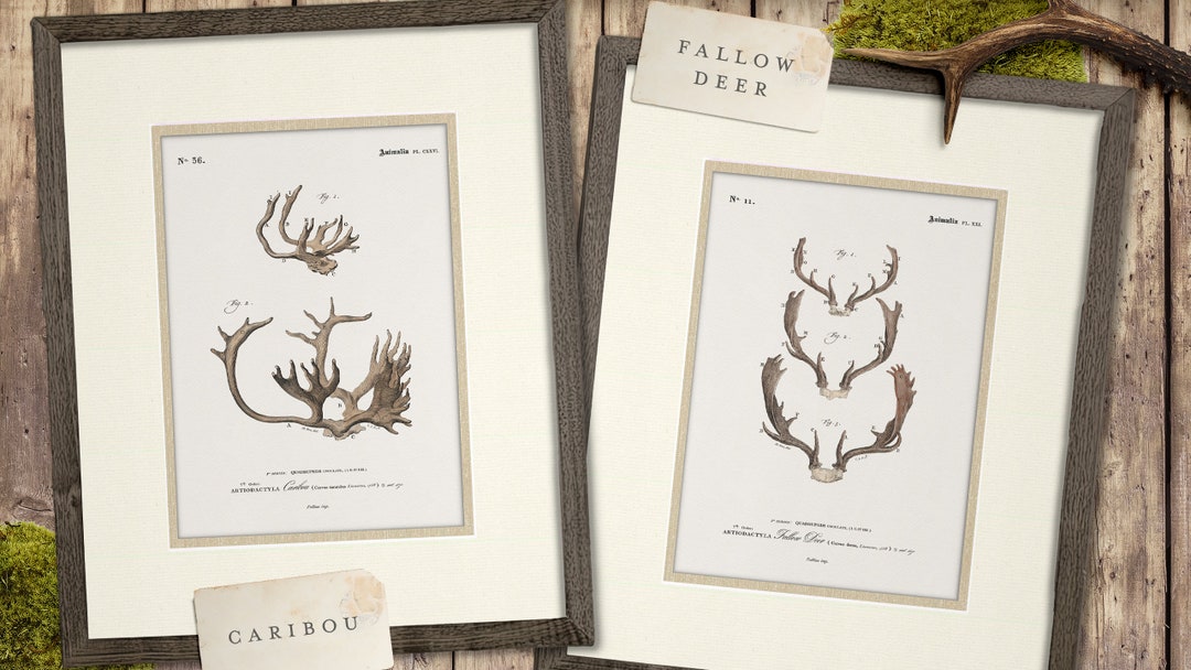 Vintage Framed Deer Antler Art Prints for Hunters, Rustic Hunting Deer ...