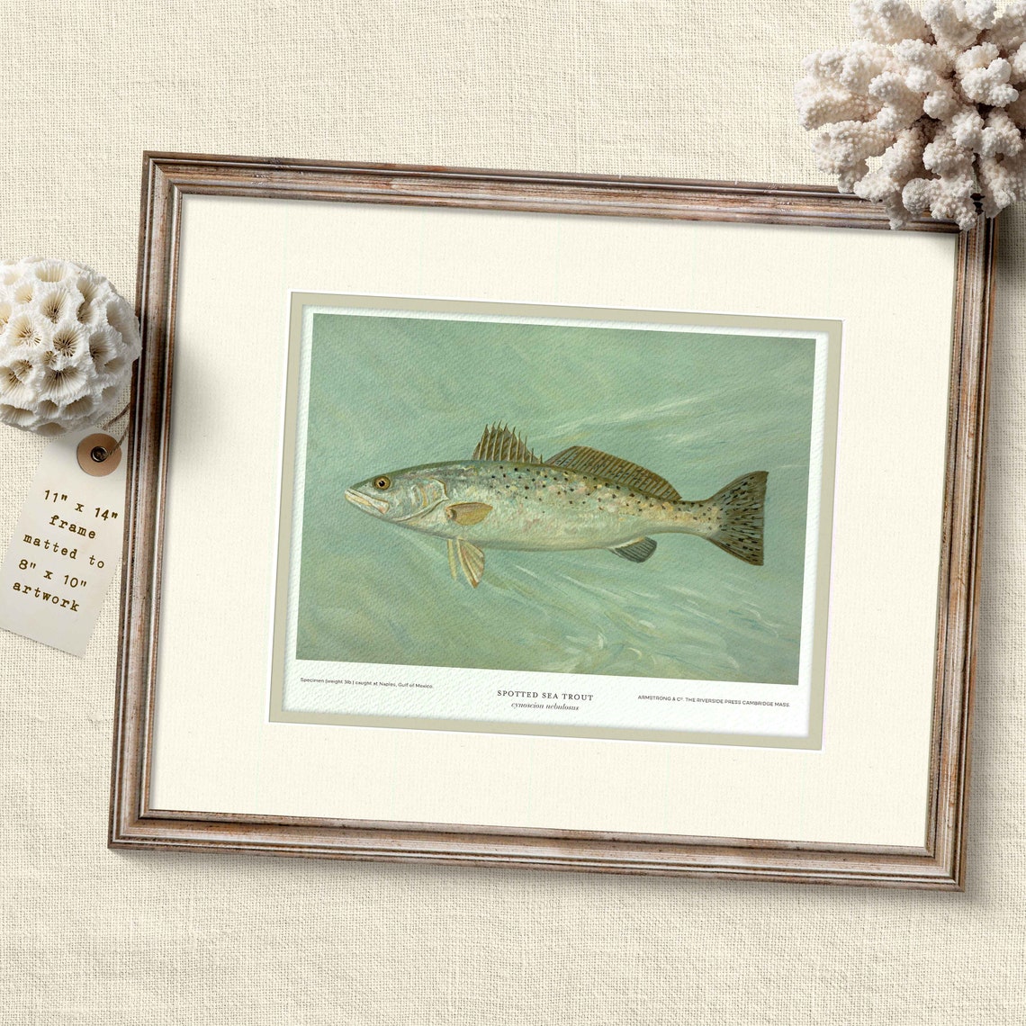 Unframed Saltwater Fish Art Print Collection: Set of 1,2,3,4 or 6 ...