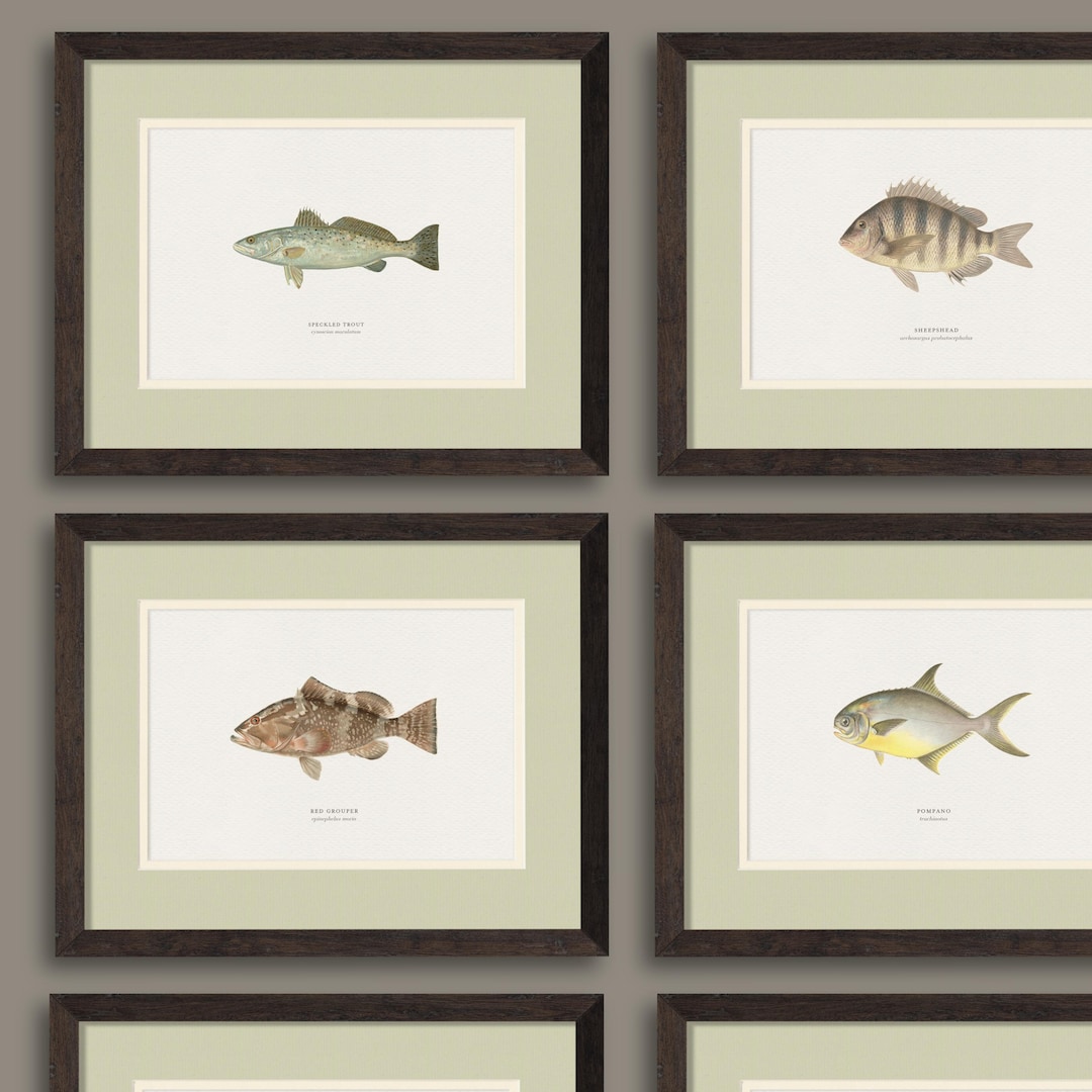 Unframed Vintage Saltwater Fish Prints, Perfect Gift for a Hunter ...