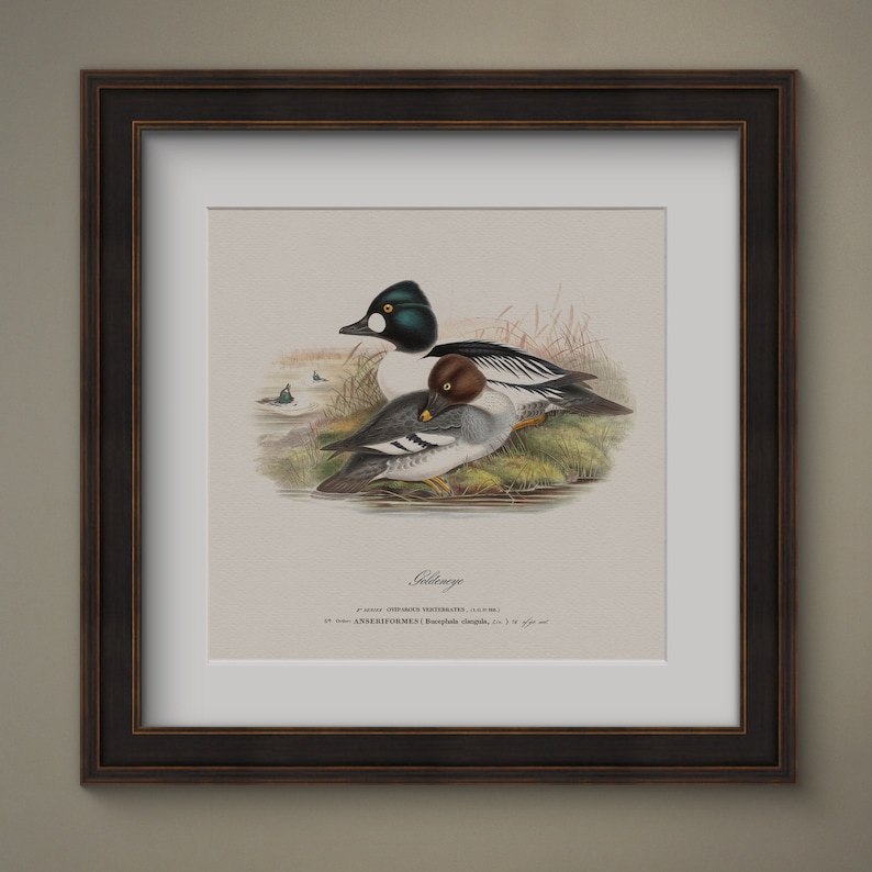 Vintage Animal Duck Prints for Your Hunting Camp, Art for Man Cave ...