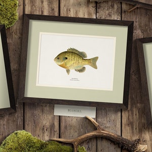 Unique Antique Animal Art Prints and Freshwater Fish Paintings ...