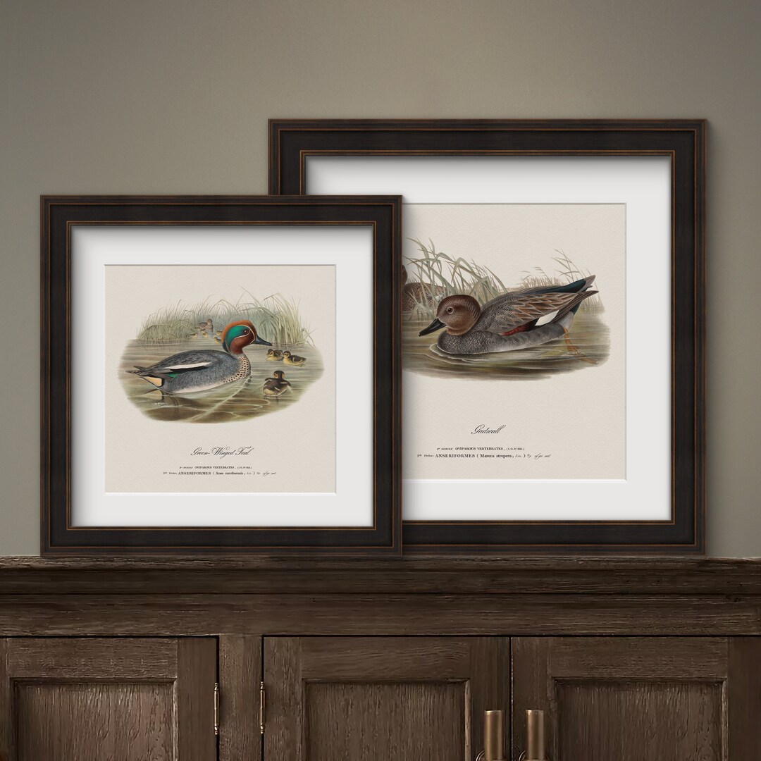 Choose From Six Vintage Duck Prints for Your Man Cave, or Office, Duck ...