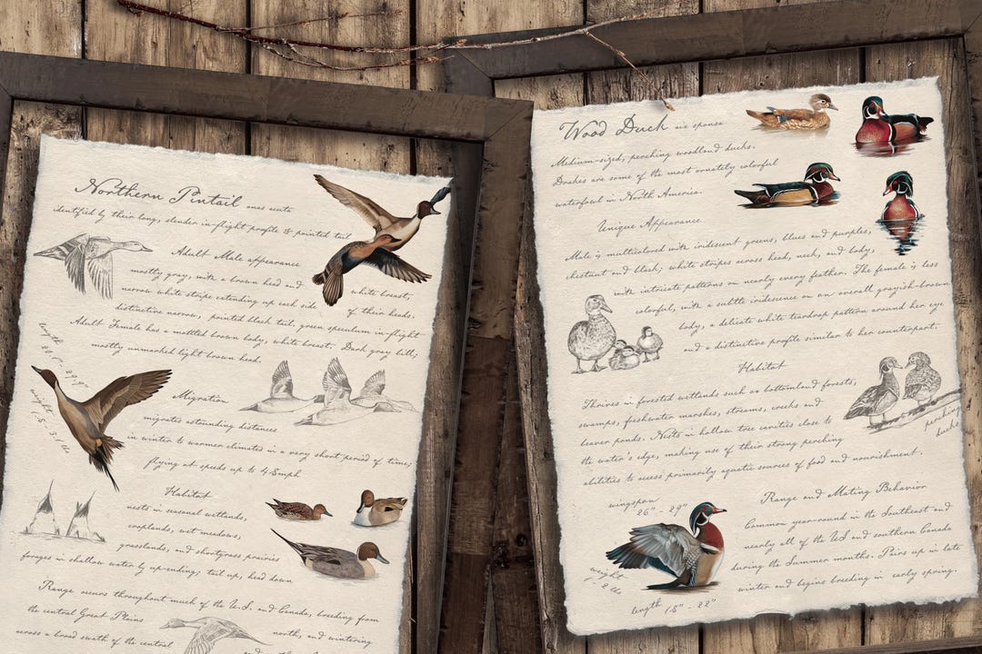 Vintage Field Guide Duck Art Prints - Game Bird Art for Office Man Cave ...