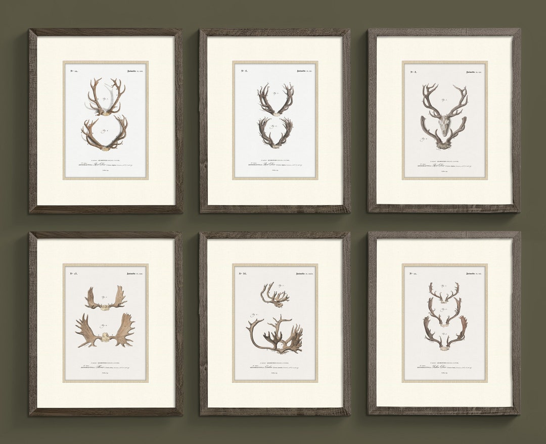 Vintage Animal Deer Art Prints for Hunters W. Deer Antlers, Deer Print ...