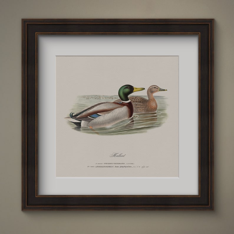 Vintage Animal Duck Prints for Your Hunting Camp Art for Man - Etsy