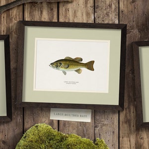 Unique Antique Animal Art Prints and Freshwater Fish Paintings ...