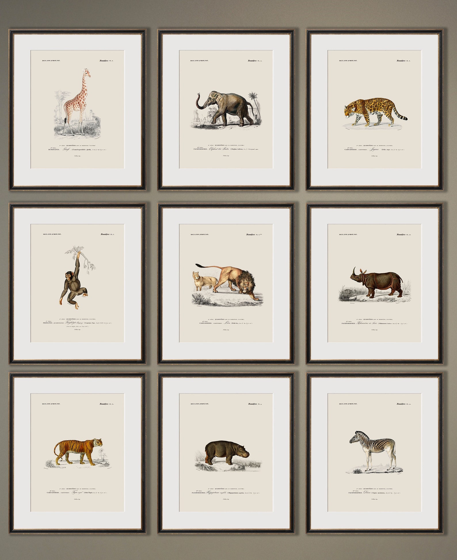 Adorable Safari Animal Prints for Nursery Decor Vintage Style Art ...