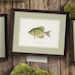 Unique Antique Animal Art Prints and Freshwater Fish Paintings ...