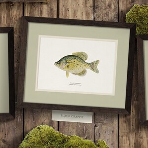 Framed Unique Antique Animal Art Prints and Freshwater Fish Paintings ...