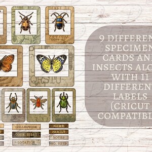 Easy-peasy Specimen Cards Printable Mini Kit | Ephemera | Vintage ...
