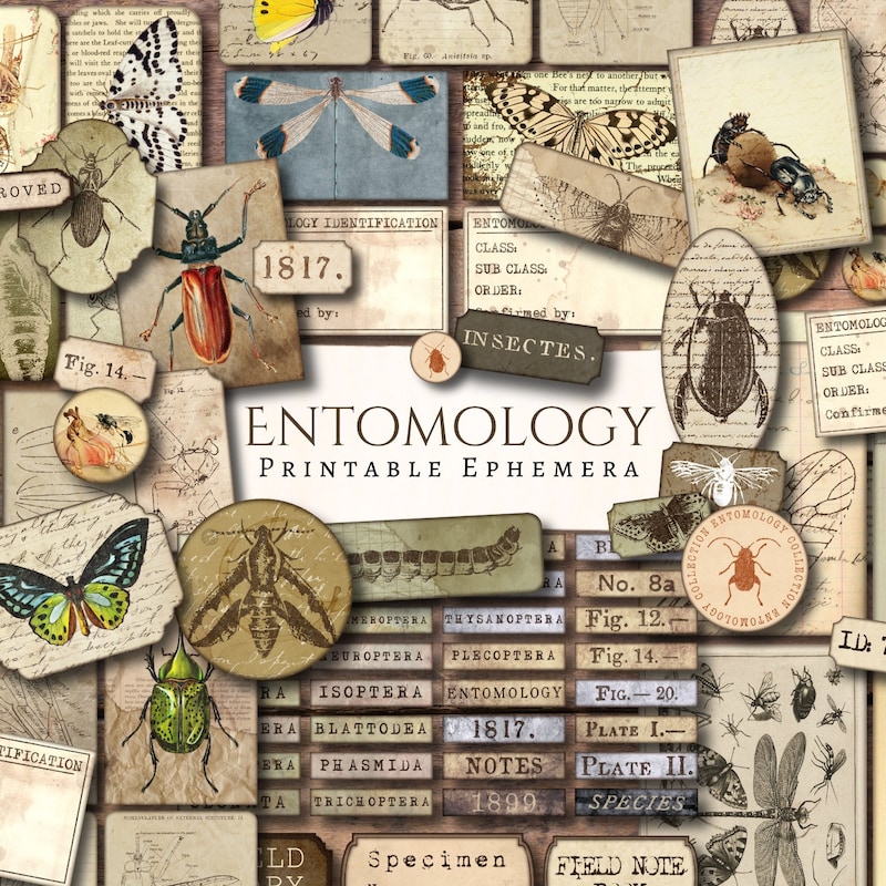 Entomology Print - Etsy