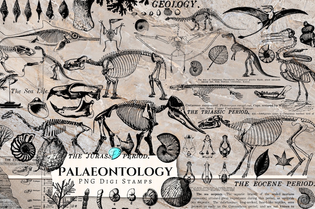 Palaeontology Digi Stamps PNG Bundle | Digital | Overlay | Distressed ...