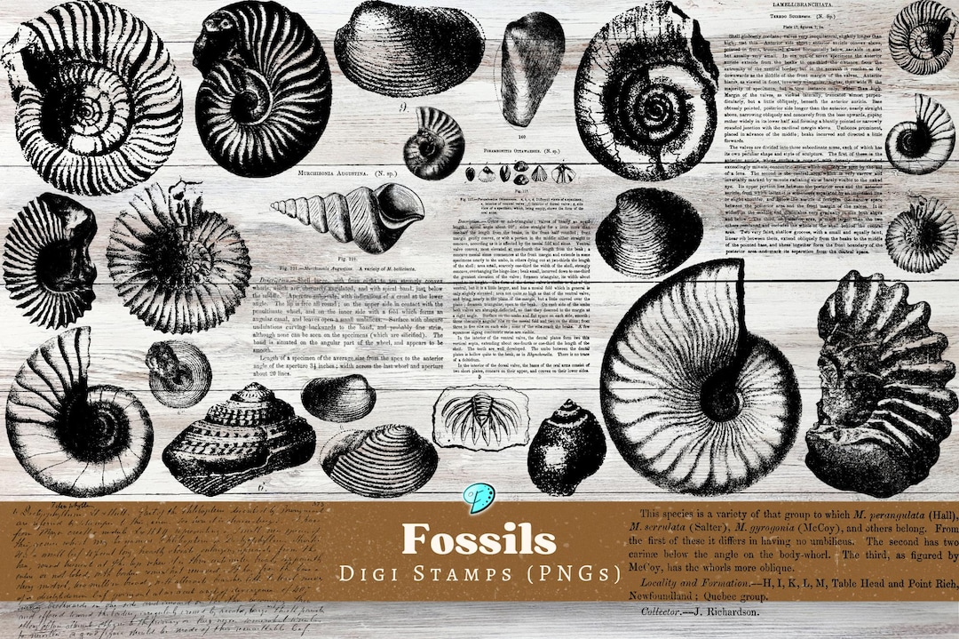 Fossils Digi Stamps PNG Bundle | Digital | Overlay | Distressed | Junk ...