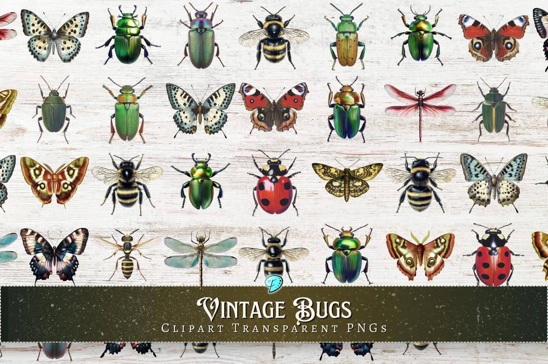 Vintage Bugs Clipart Transparent PNG | Digital | Insect | Junk Journal ...