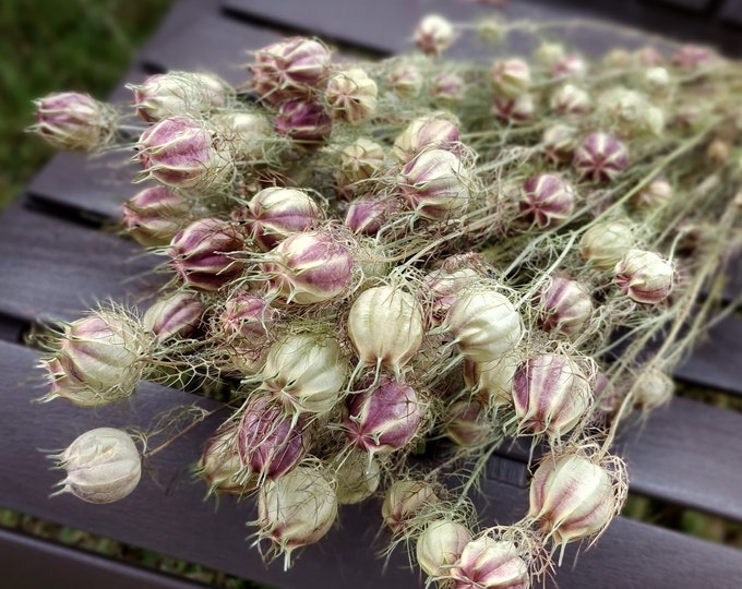 Dried Nigella Pods Love in a Mist Dried Flower Bunch - Etsy