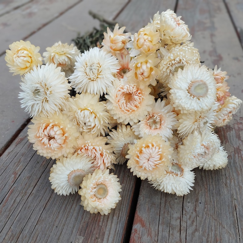 Straw Flowers - Etsy