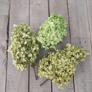 Limelight Hydrangea Basil Green, Preserved Hydrangea 3 Stem Bunch ...