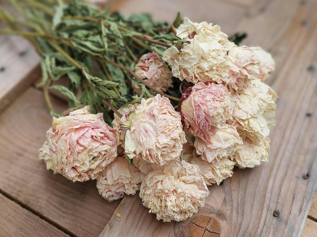 Dried Peonies pink-blush Dried Peony Bunch Pale-pink, Naturally Dried ...