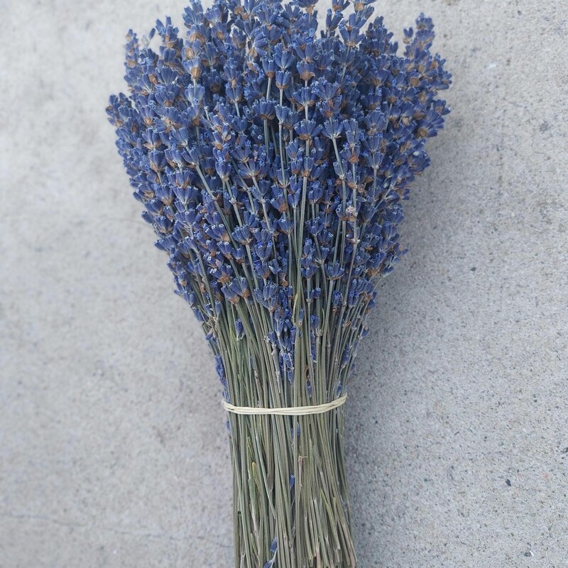 Lavender Sprigs - Etsy