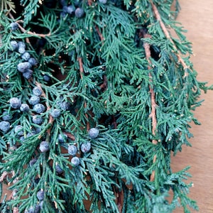 Fragrant Preserved Juniper Pine Greenery: Winter Holiday Decor and ...