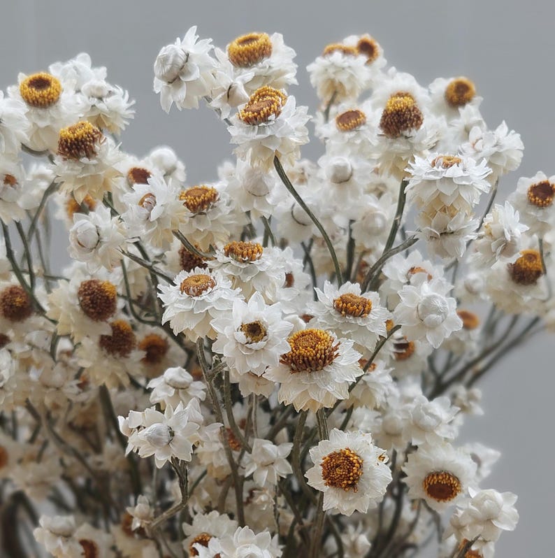 Dried Mini Daisies: Ammobium, Winged Everlasting Flowers, Wedding ...
