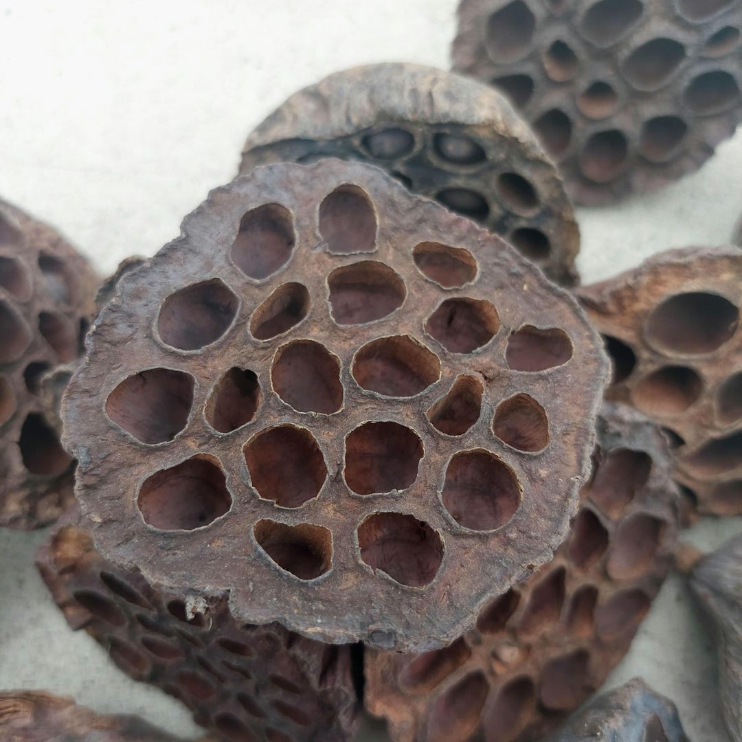 Dried Lotus Pods: for Dried Floral Arrangements and Nature Crafts - Etsy