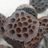 Dried Lotus Pod Stem. - Etsy UK