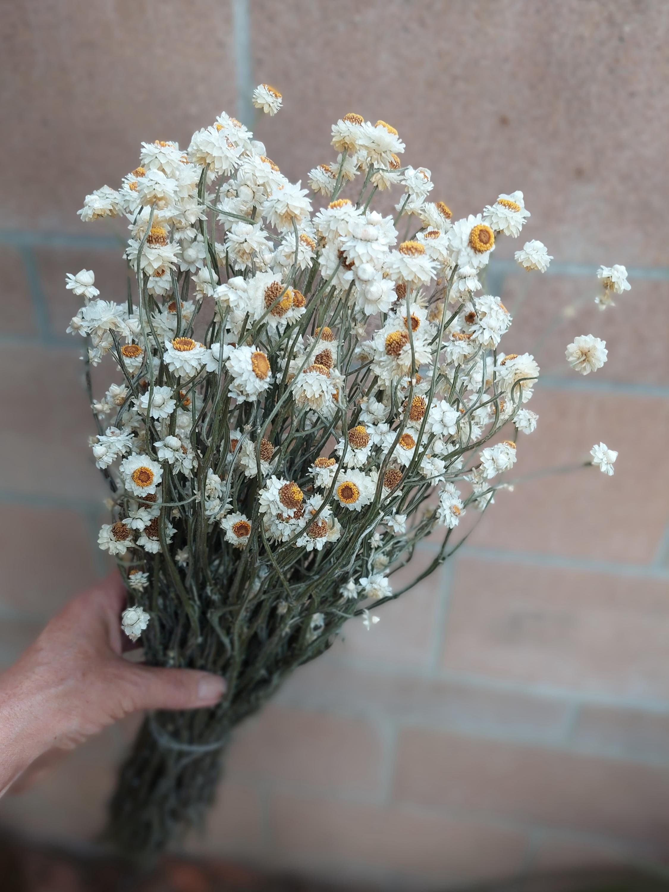 Dried Mini Daisies: Ammobium, Winged Everlasting Flowers, Wedding ...