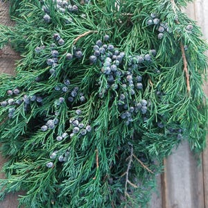 Fragrant Preserved Juniper Pine Greenery: Winter Holiday Decor and ...
