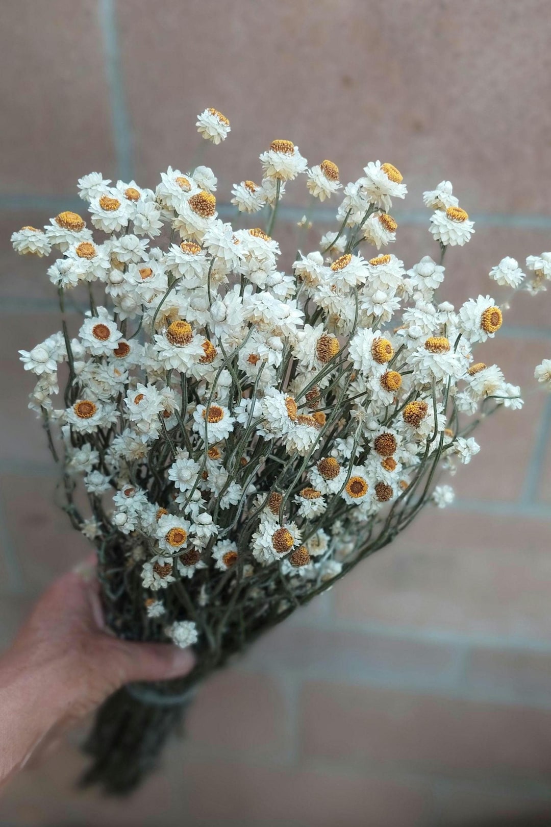 Dried Mini Daisies: Ammobium, Winged Everlasting Flowers, Wedding ...