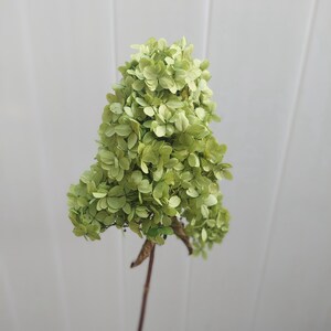 Limelight Hydrangea Basil Green, Preserved Hydrangea 3 Stem Bunch ...
