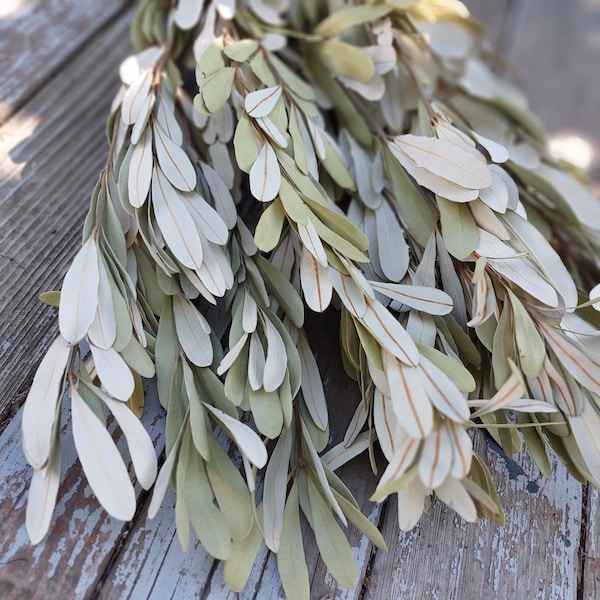 Dried Greenery - Etsy
